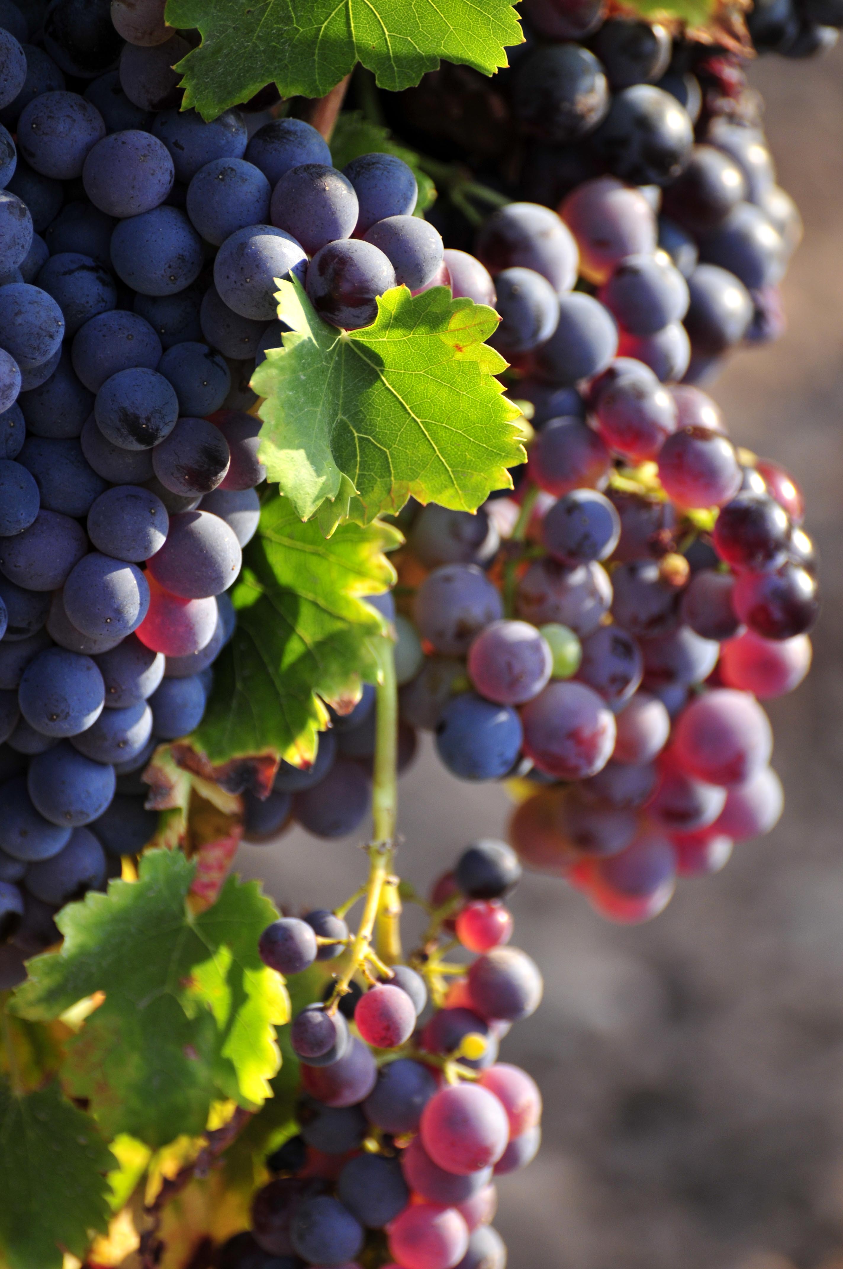 Les vins - Côtes de Provence Notre-Dame des Anges